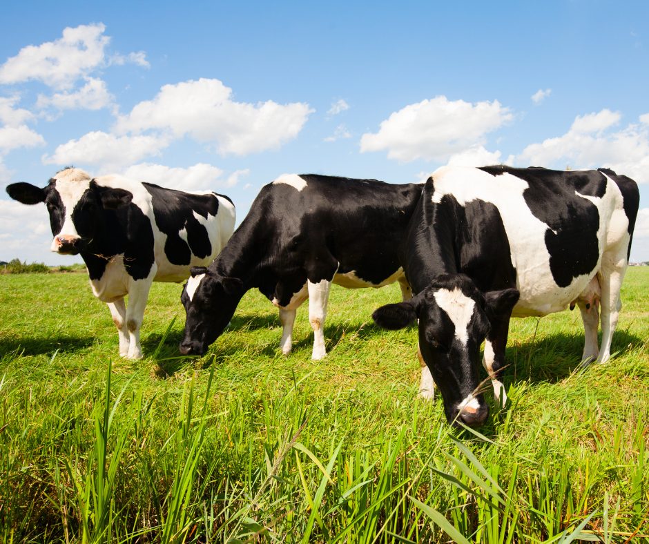 PA Agriculture Spotlight: Main Street Milk - Feeding Pennsylvania