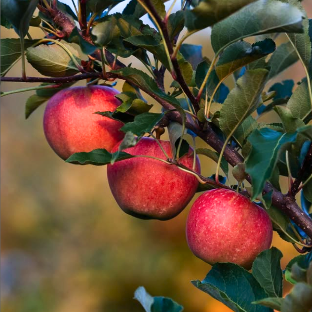 Solebury Orchards - Feeding Pennsylvania