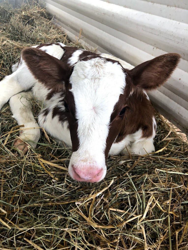 Pleasant Lane Farms - Feeding Pennsylvania
